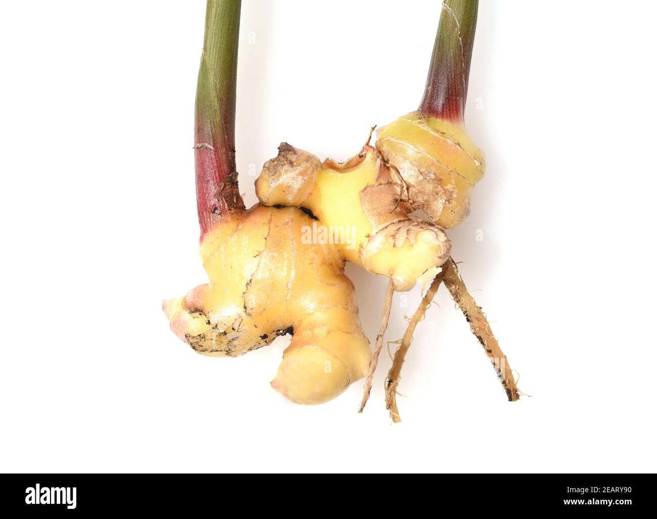 Ingwer Zingiber officinale Stock Photo - Alamy