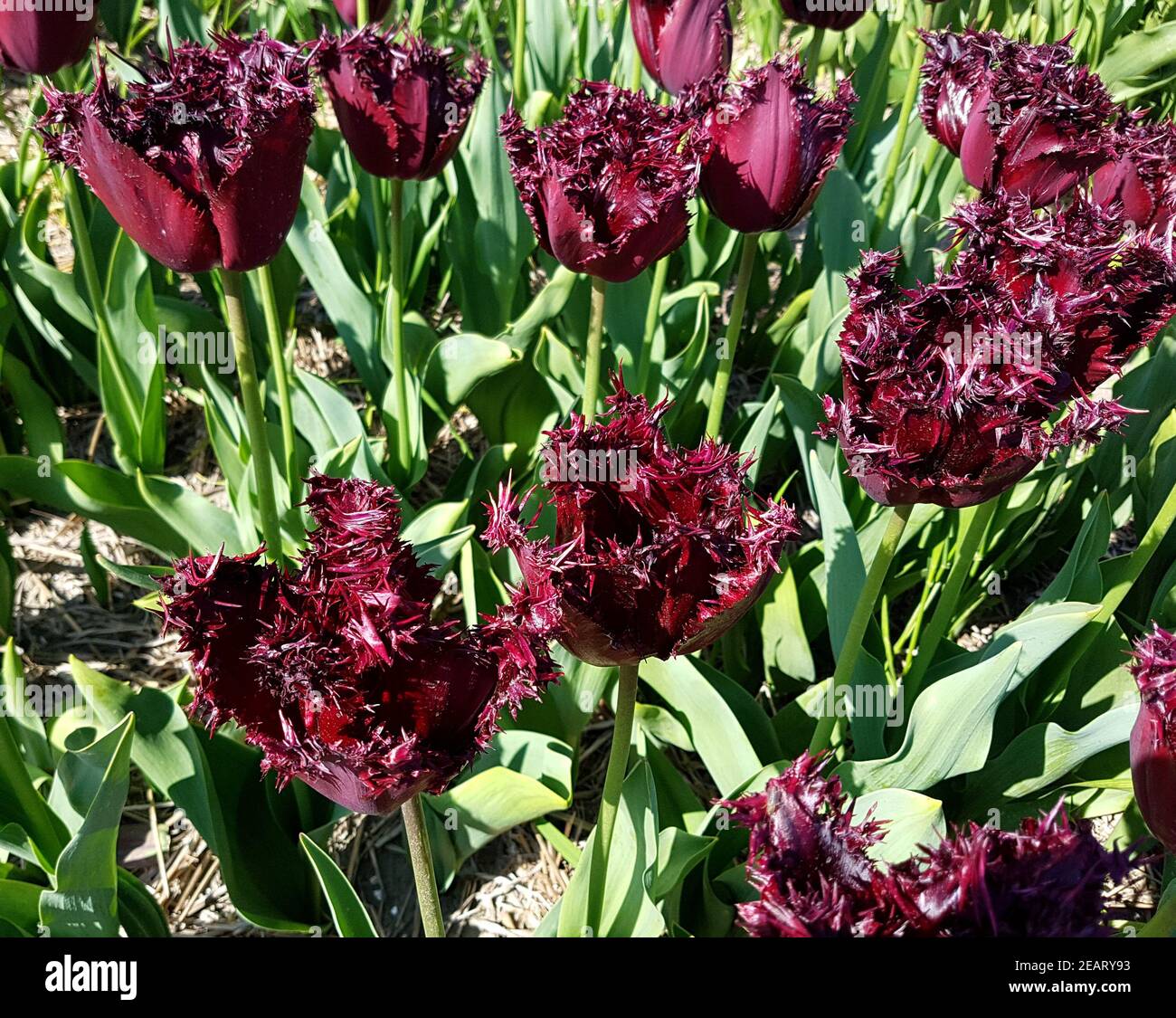 Blume dunkel hi-res stock photography and images - Alamy