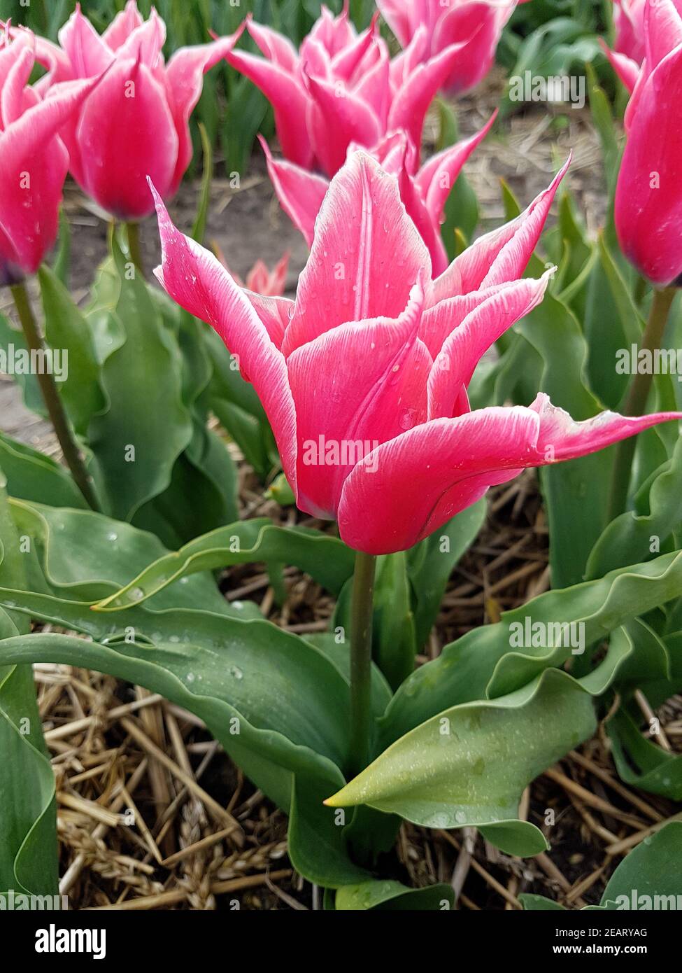 Yonina hi-res stock photography and images - Alamy