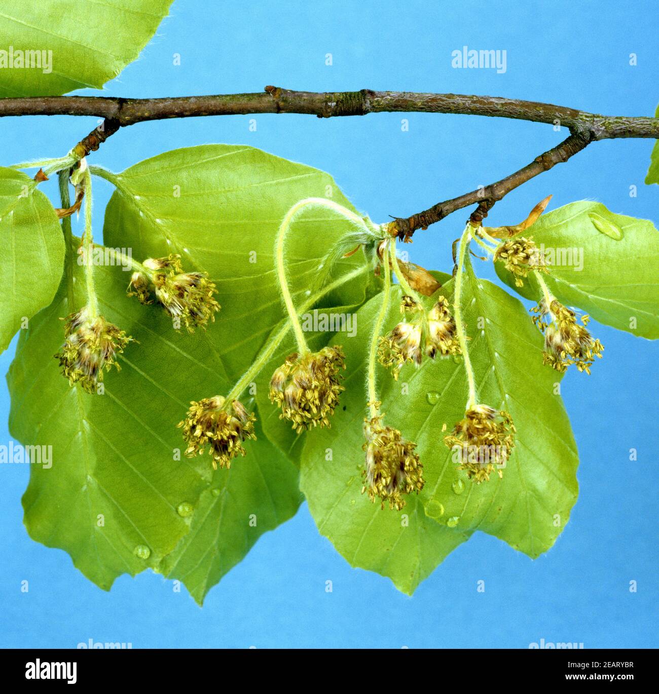 Rotbuche, Fagus sylvatica, Heilpflanzen Stock Photo - Alamy