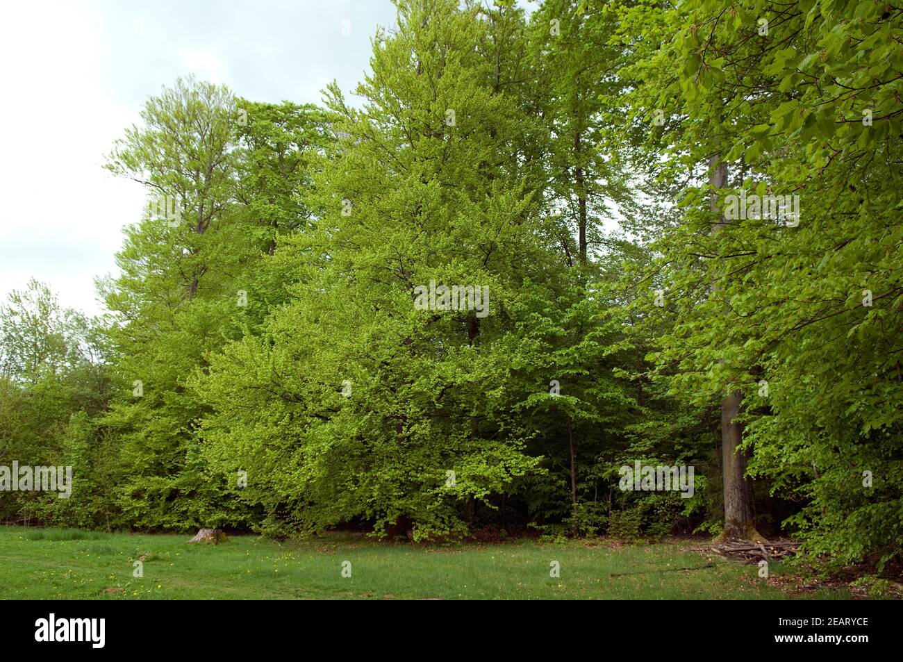 Rotbuche; Fagus sylvatica; Buche Stock Photo - Alamy