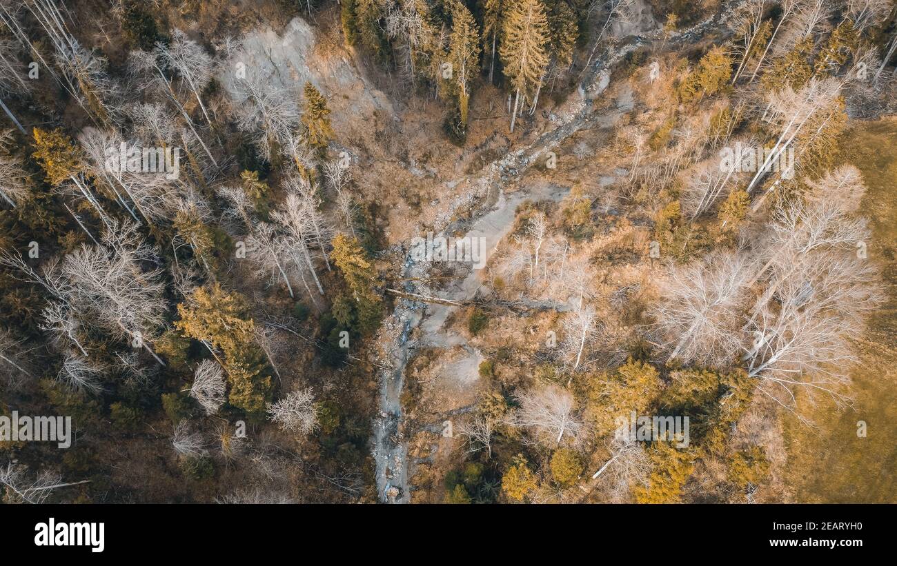 Aerial top view of snowy trees on a field Stock Photo - Alamy