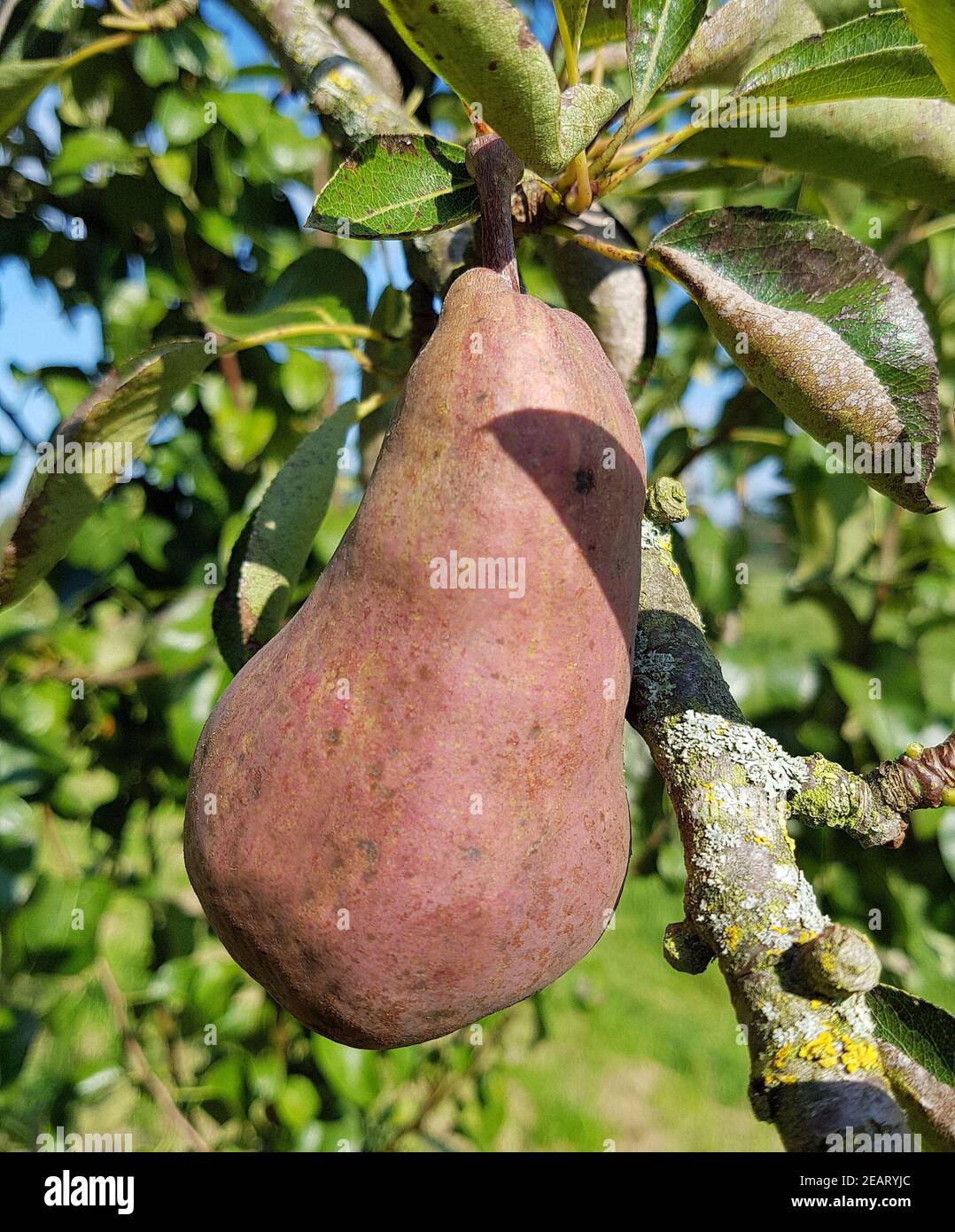 Williams christ birnen hi-res stock photography and images - Alamy