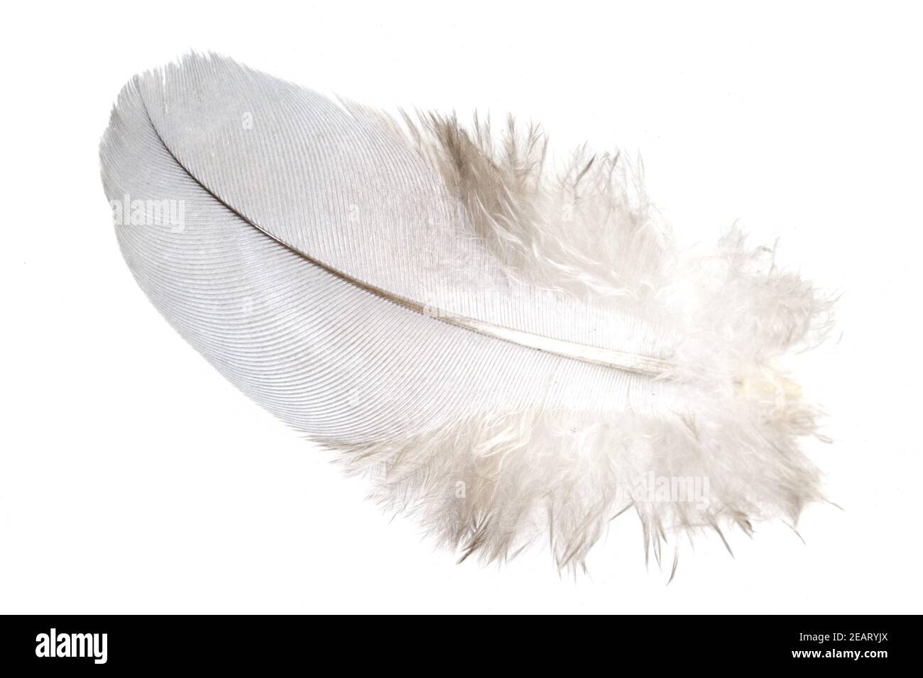 Vogel feder Cut Out Stock Images & Pictures - Alamy