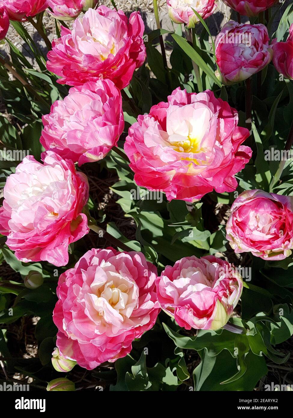 Tulipa, Double Sugar, Tulpenbluete Stock Photo - Alamy