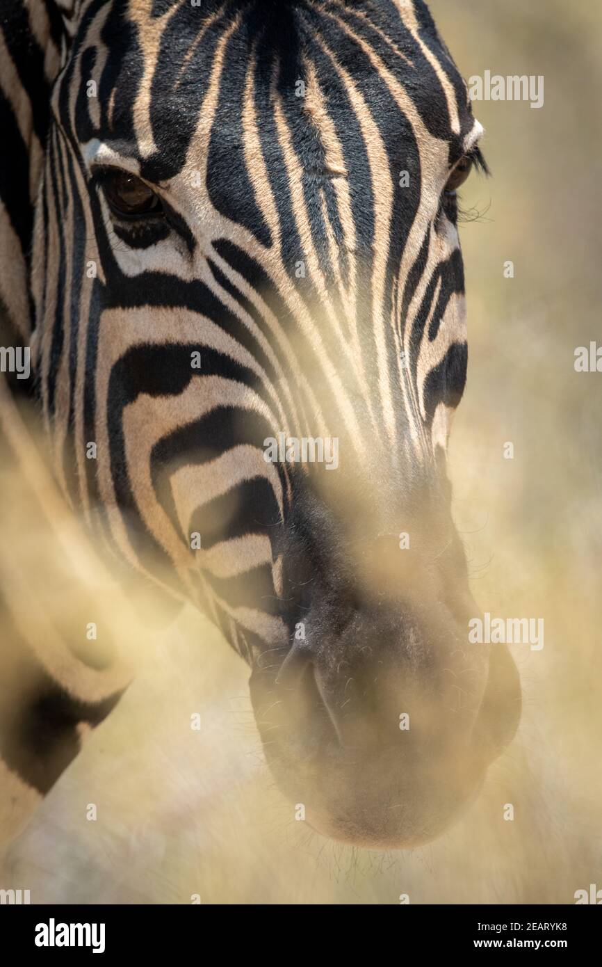Close up plains hi-res stock photography and images - Alamy