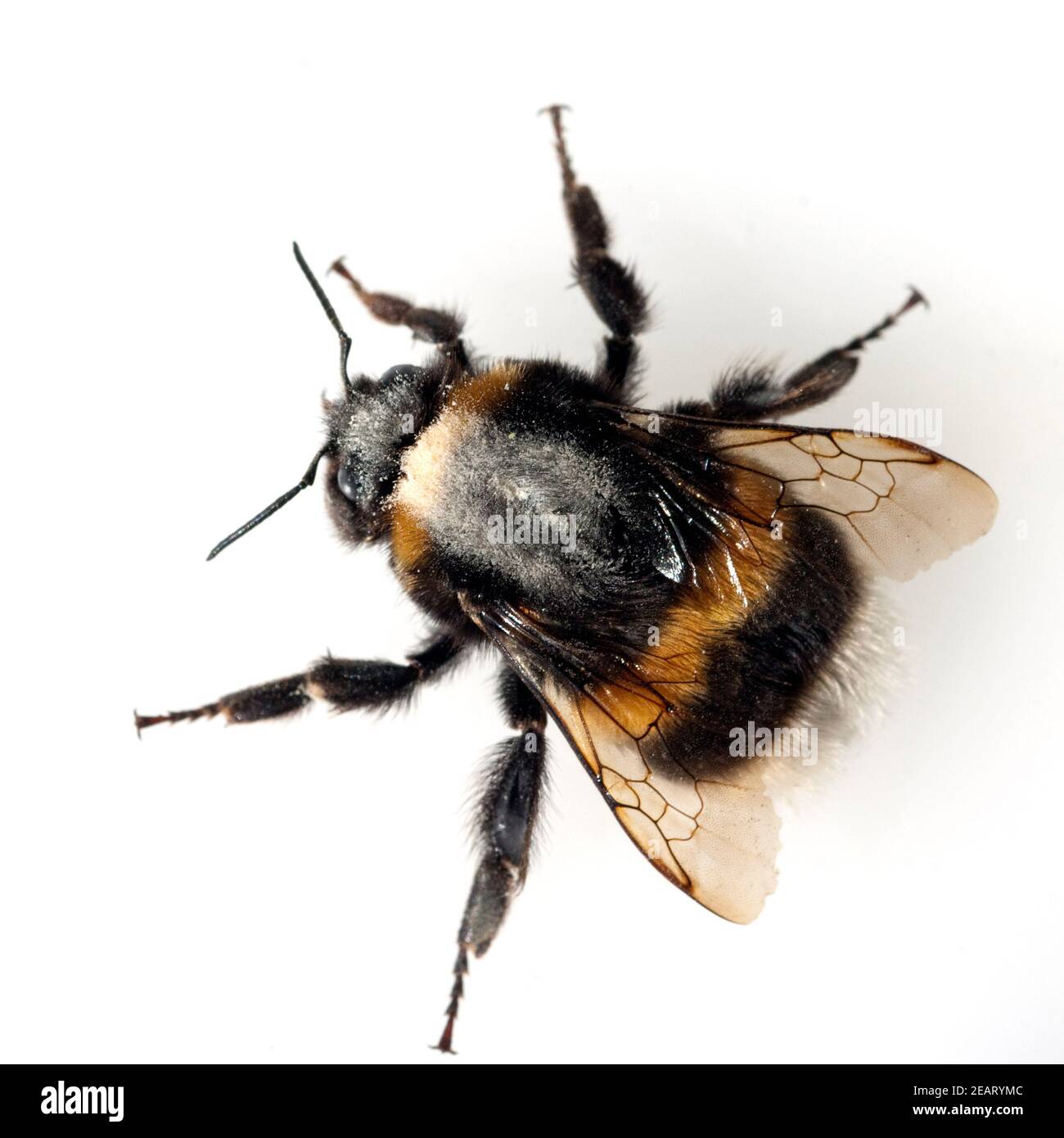 Erdhummel Bombus terrestris Stock Photo - Alamy