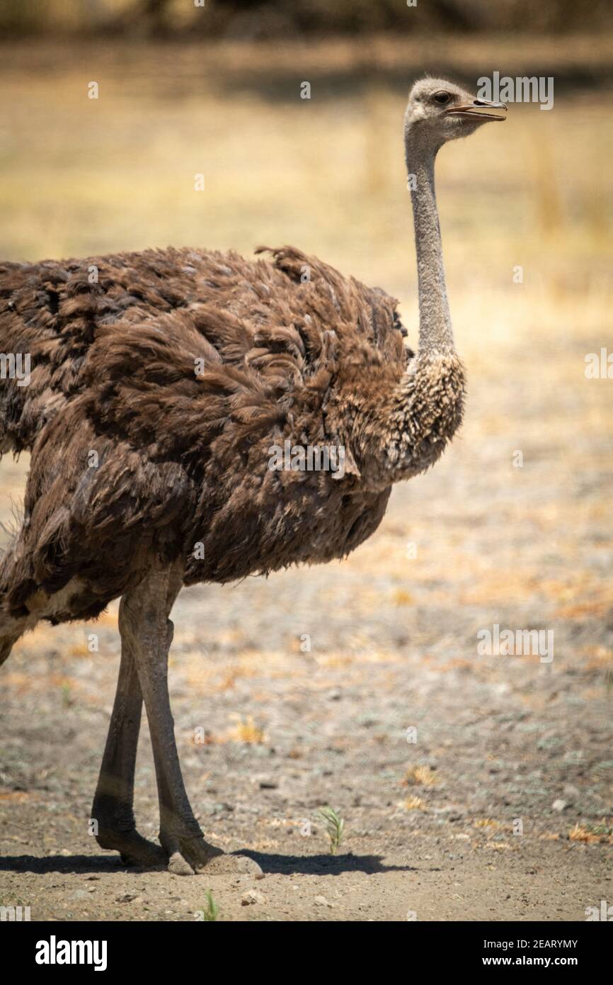 Close-up of female common ostrich facing right Stock Photo - Alamy