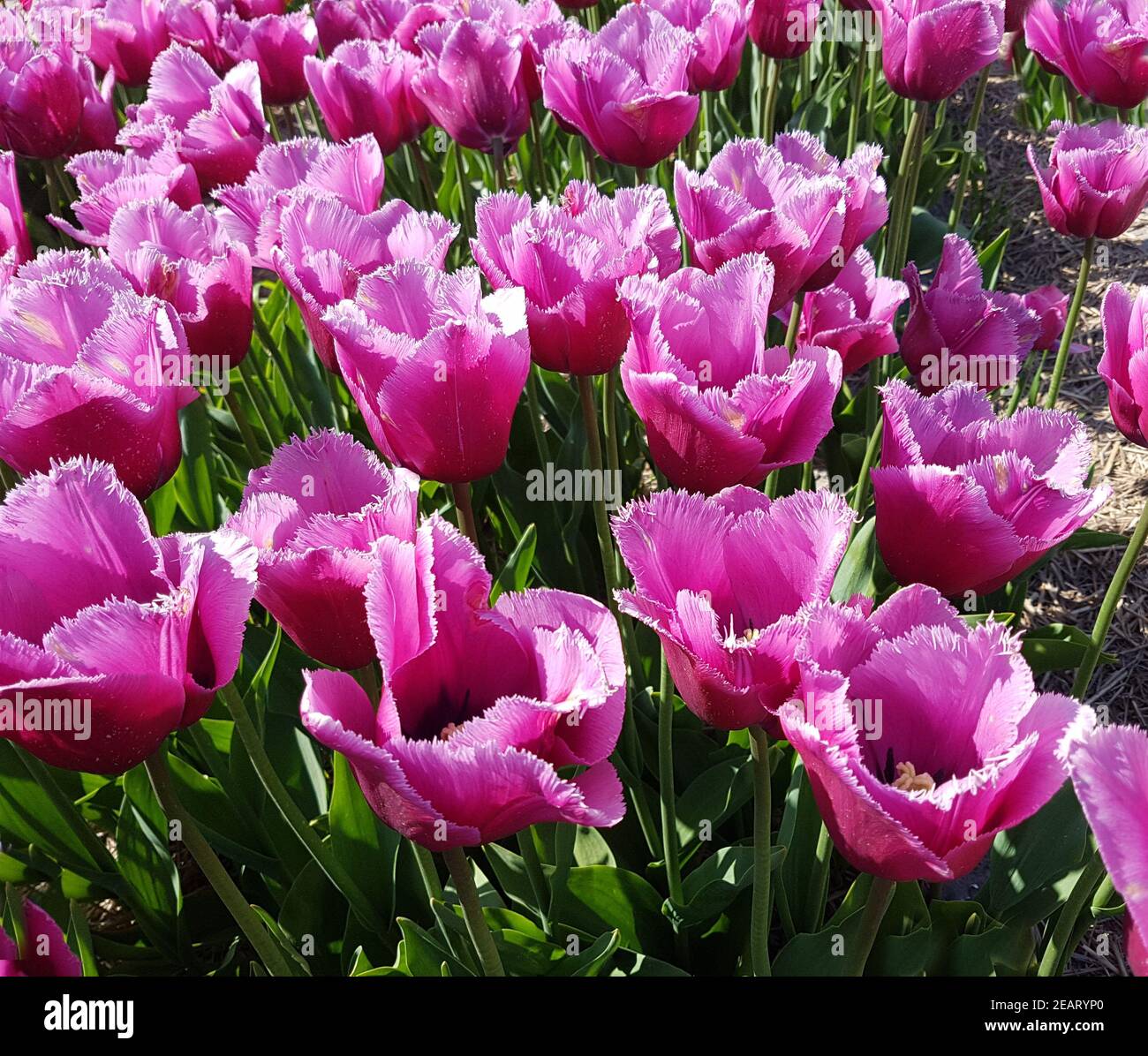 Tulip louvre hi-res stock photography and images - Alamy
