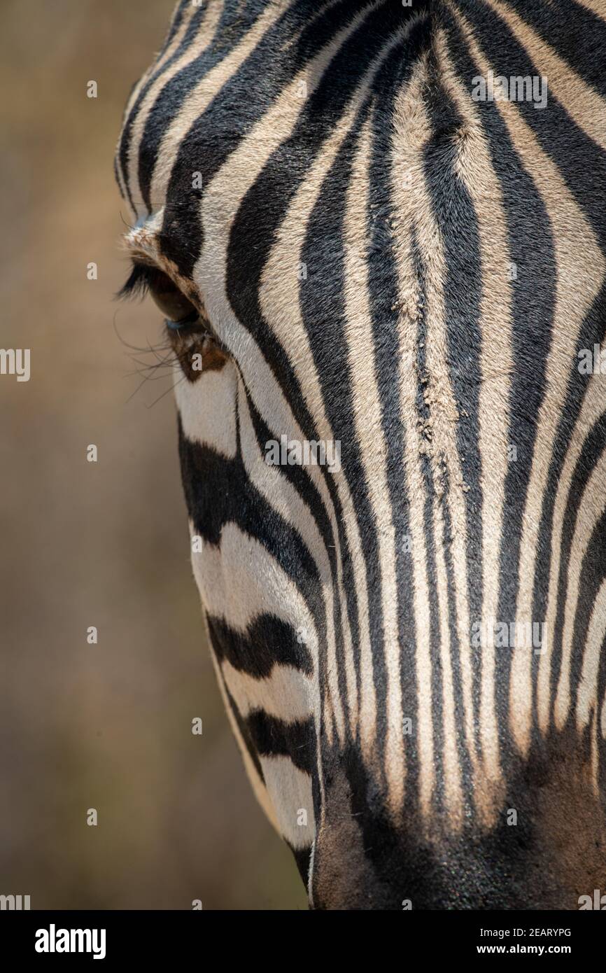 Close-up of plains zebra head facing camera Stock Photo - Alamy