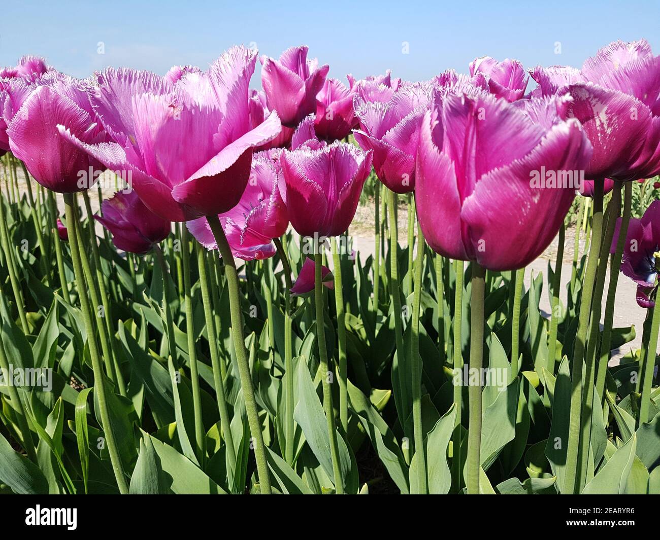Tulipa louvre hi-res stock photography and images - Alamy
