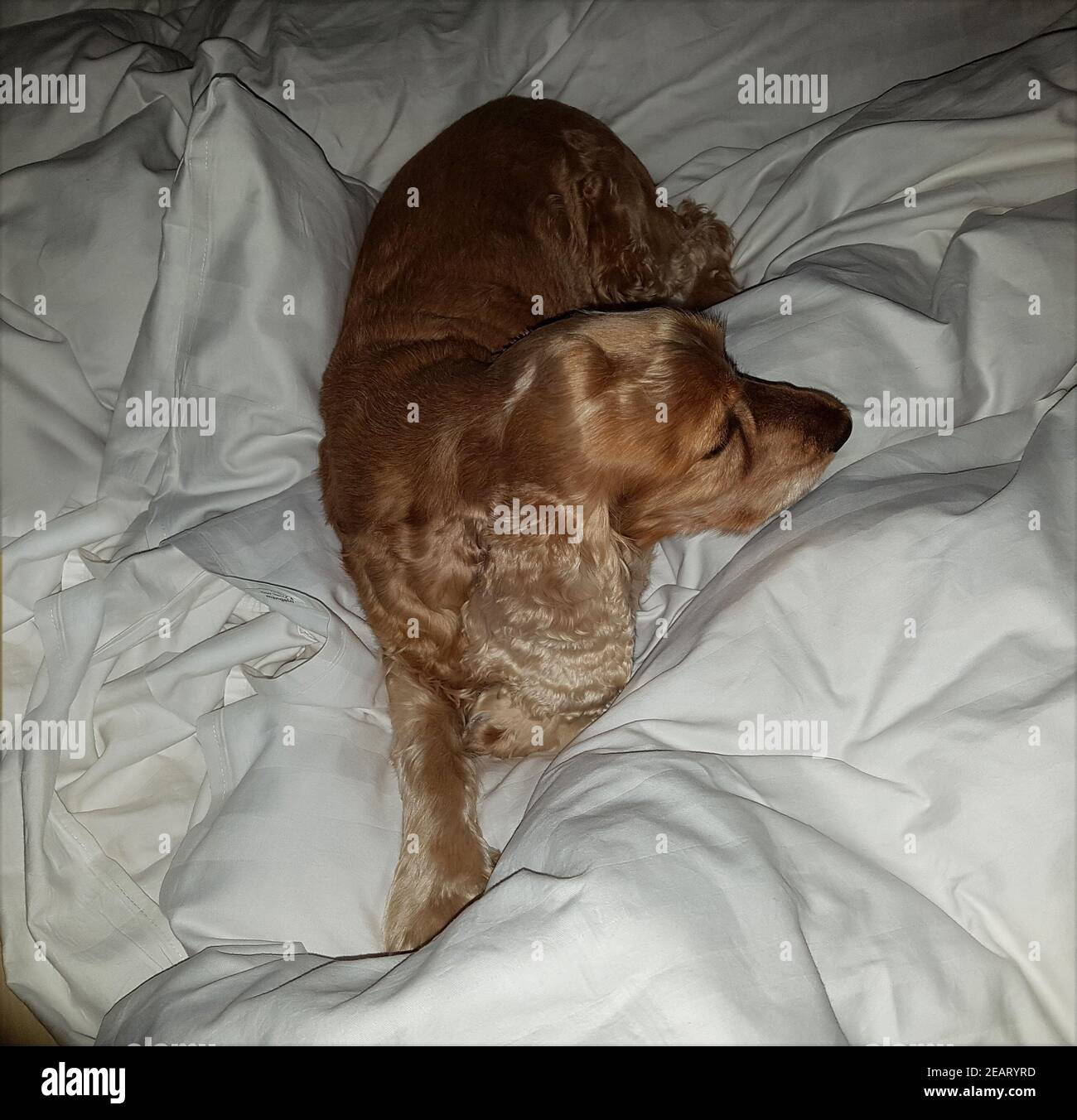 Schlafen Sleeping High Resolution Stock Photography and Images - Alamy