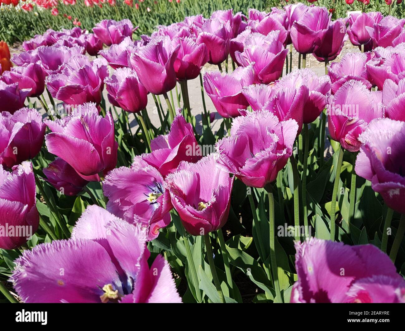 Tulip louvre hi-res stock photography and images - Alamy