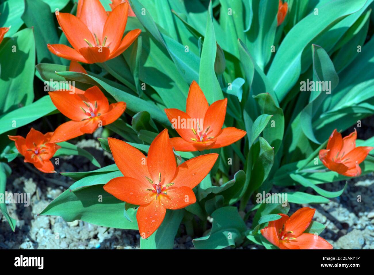 Tulipa praestans, Wildtulpe Stock Photo - Alamy