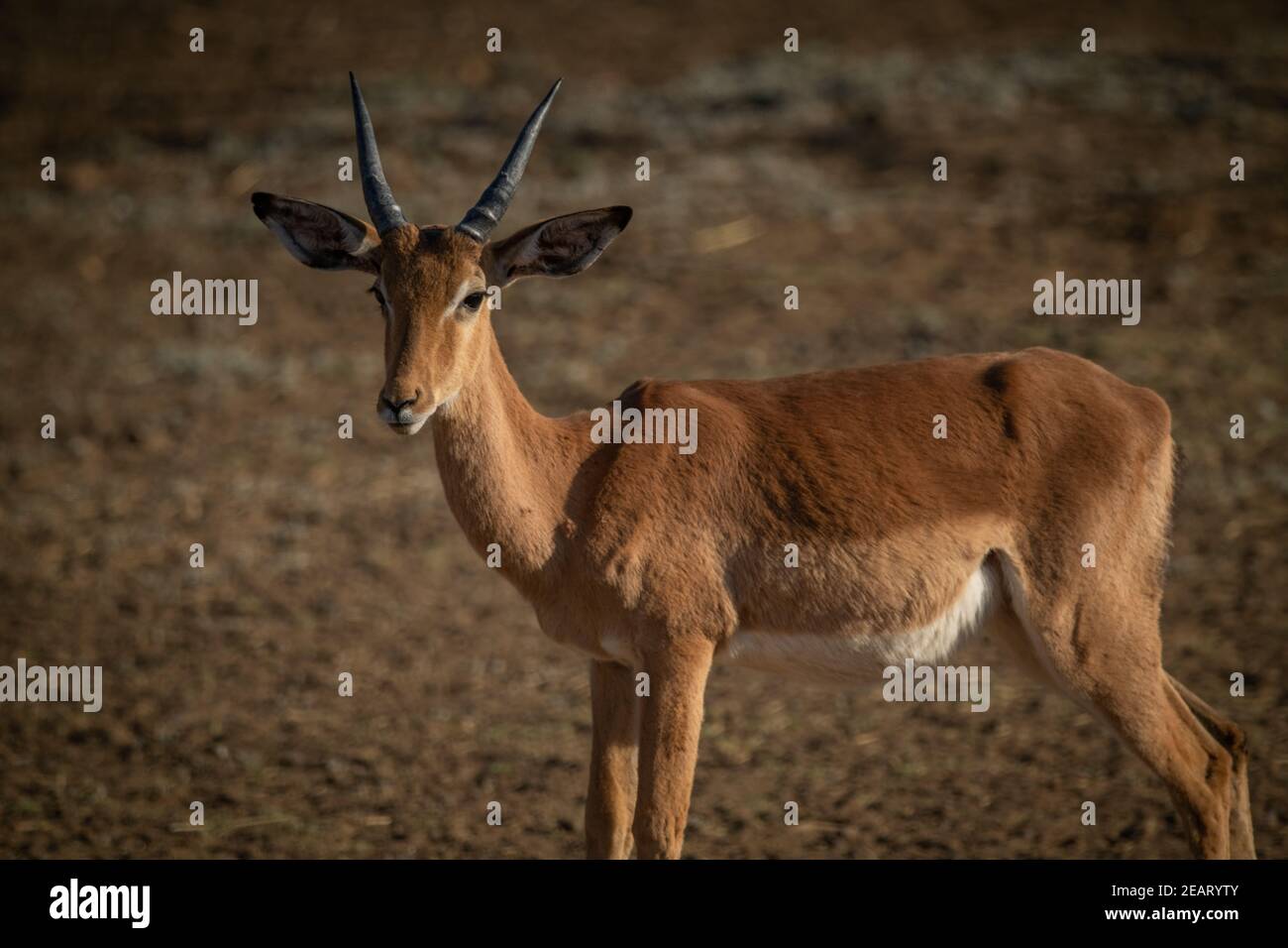 Impala ranch hi-res stock photography and images - Alamy