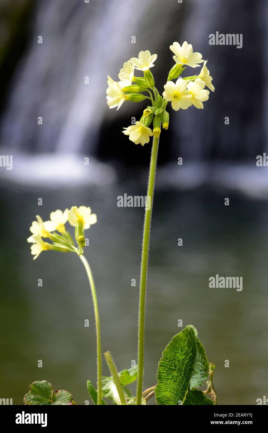 Spring wildflowers: Primula elatior next to a waterfall Stock Photo - Alamy
