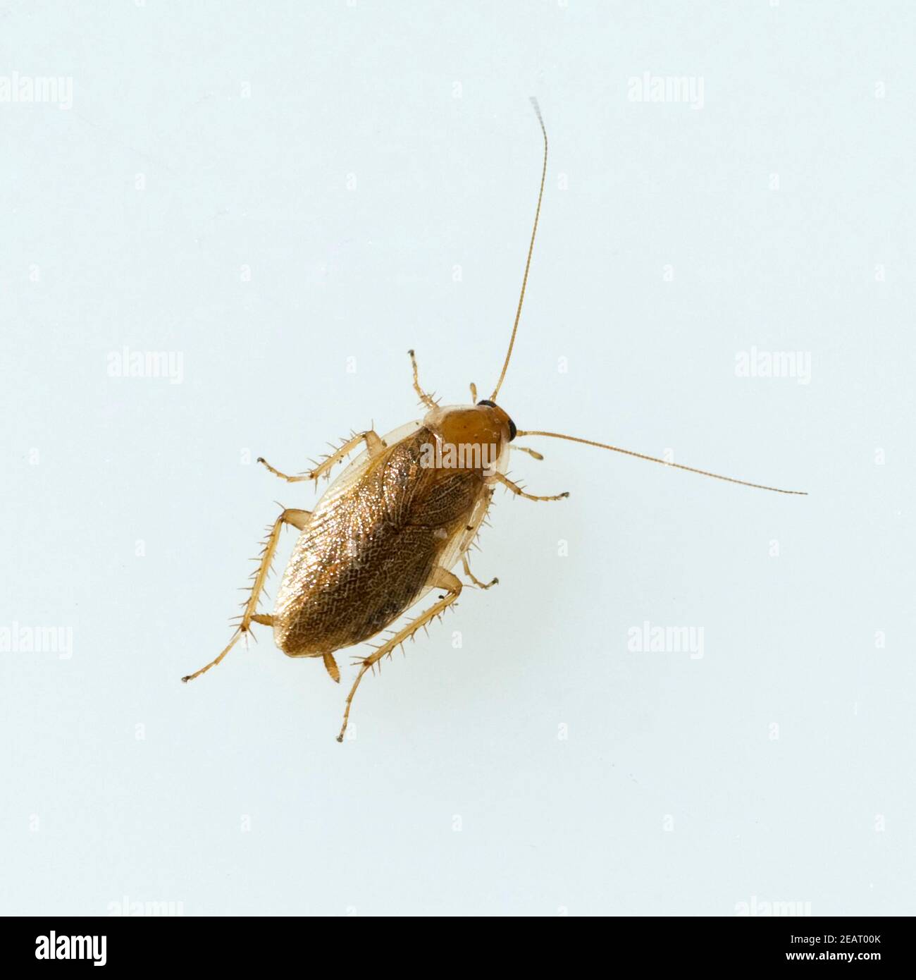 German cockroach hi-res stock photography and images - Alamy