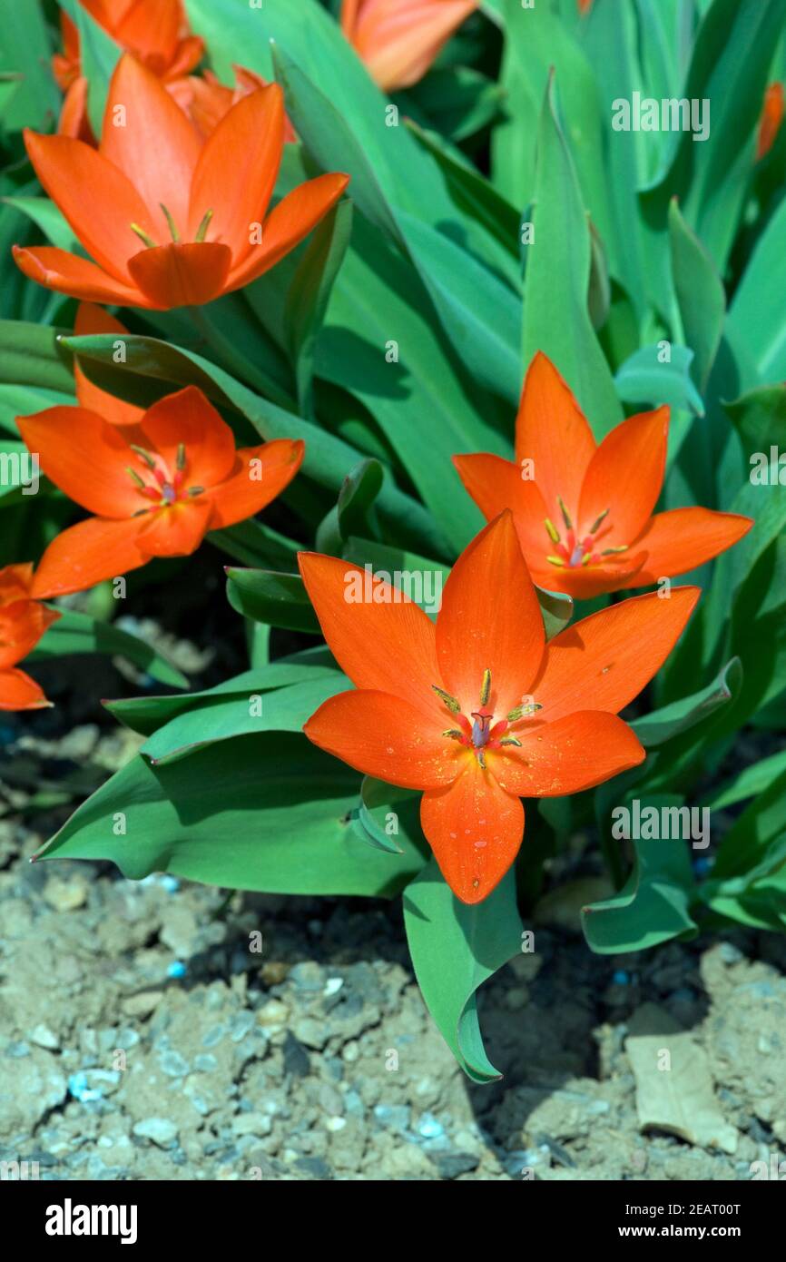 Tulipa praestans, Wildtulpe Stock Photo - Alamy