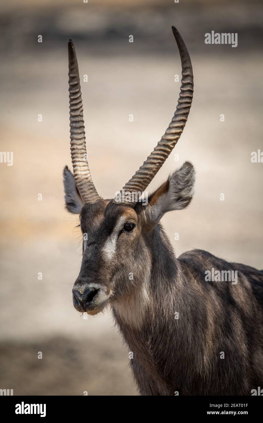 Common waterbuck hi-res stock photography and images - Alamy