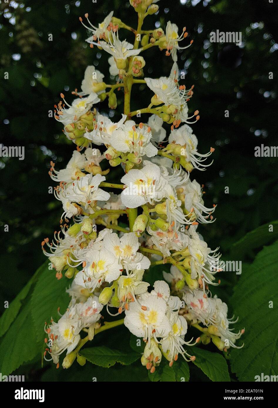 Kastanienbaum hi-res stock photography and images - Alamy