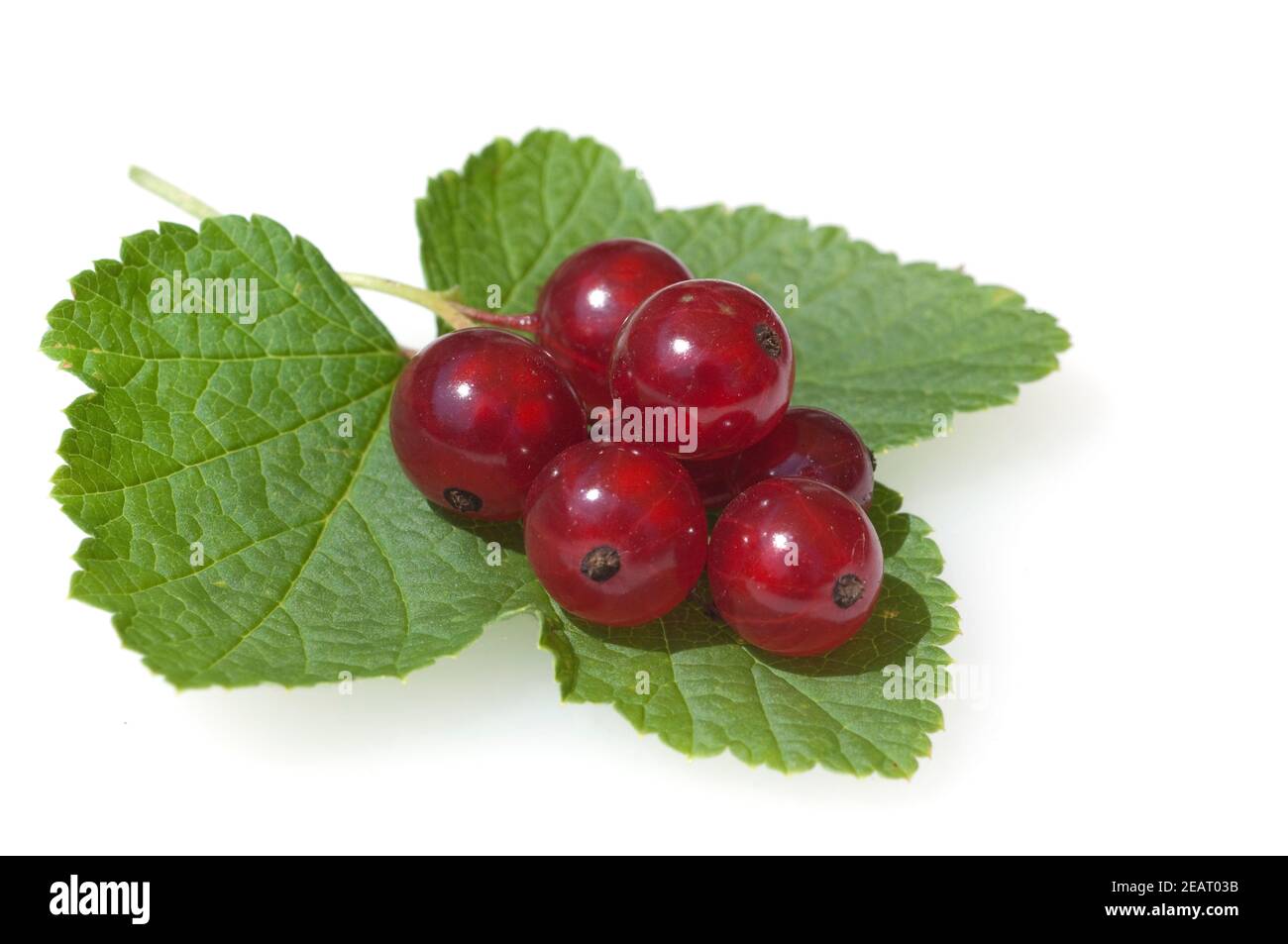 Johannisbeeren; Rote, Johannisbeeren; Ribes, rubrum Stock Photo - Alamy