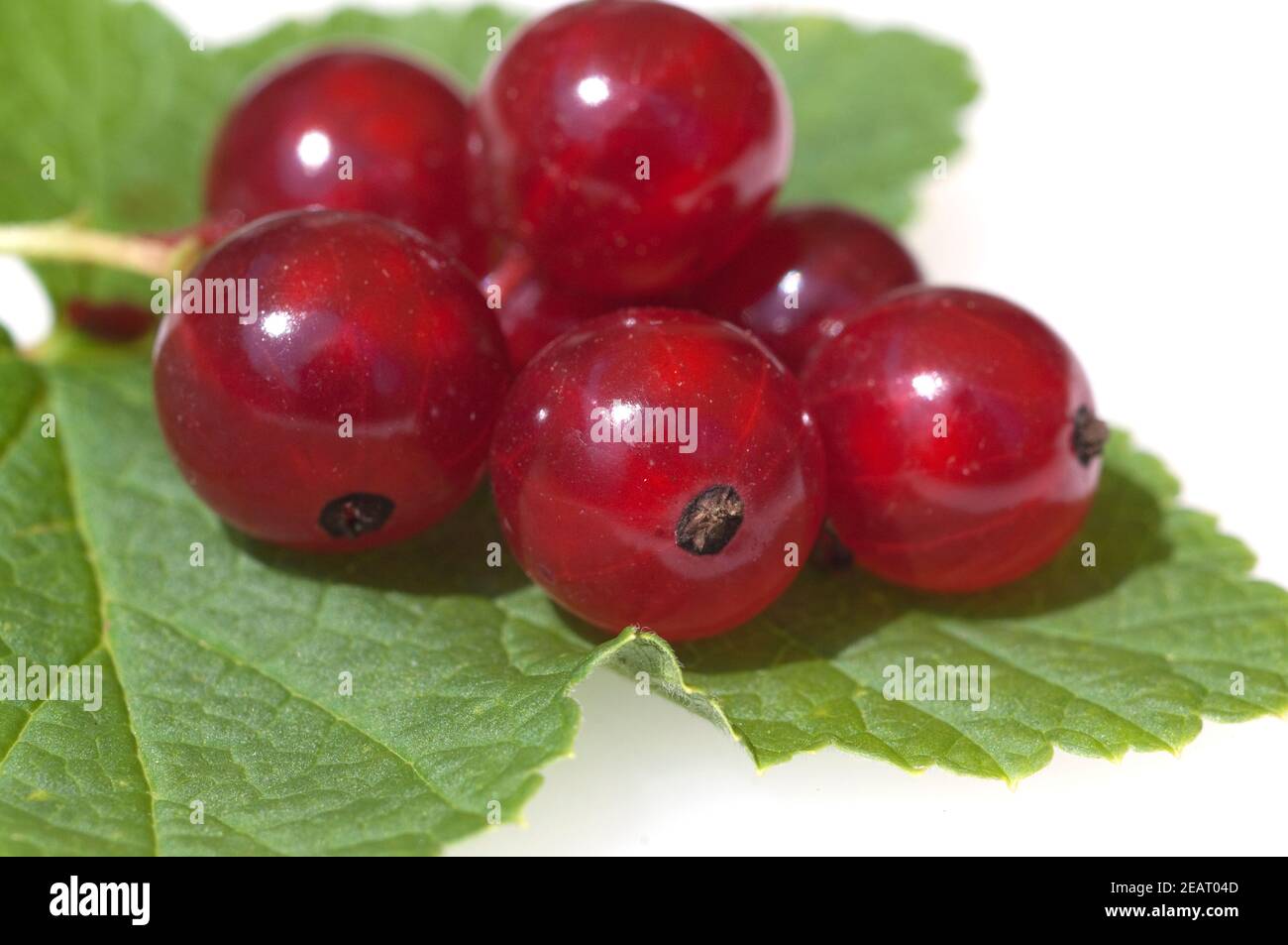 Johannisbeeren; Rote, Johannisbeeren; Ribes, rubrum Stock Photo - Alamy