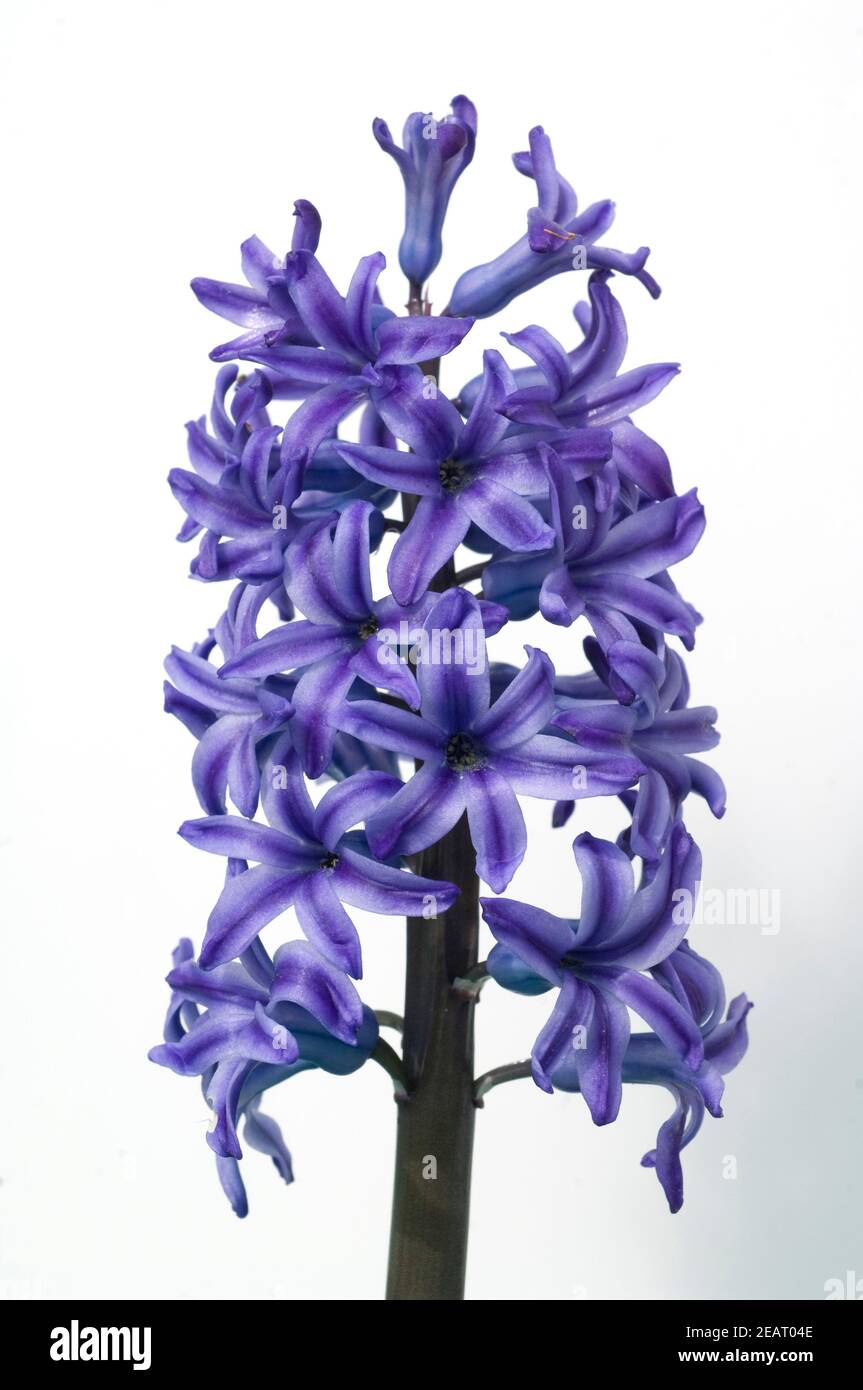 Hyazinthe, Hyazinthus orientalis Stock Photo - Alamy