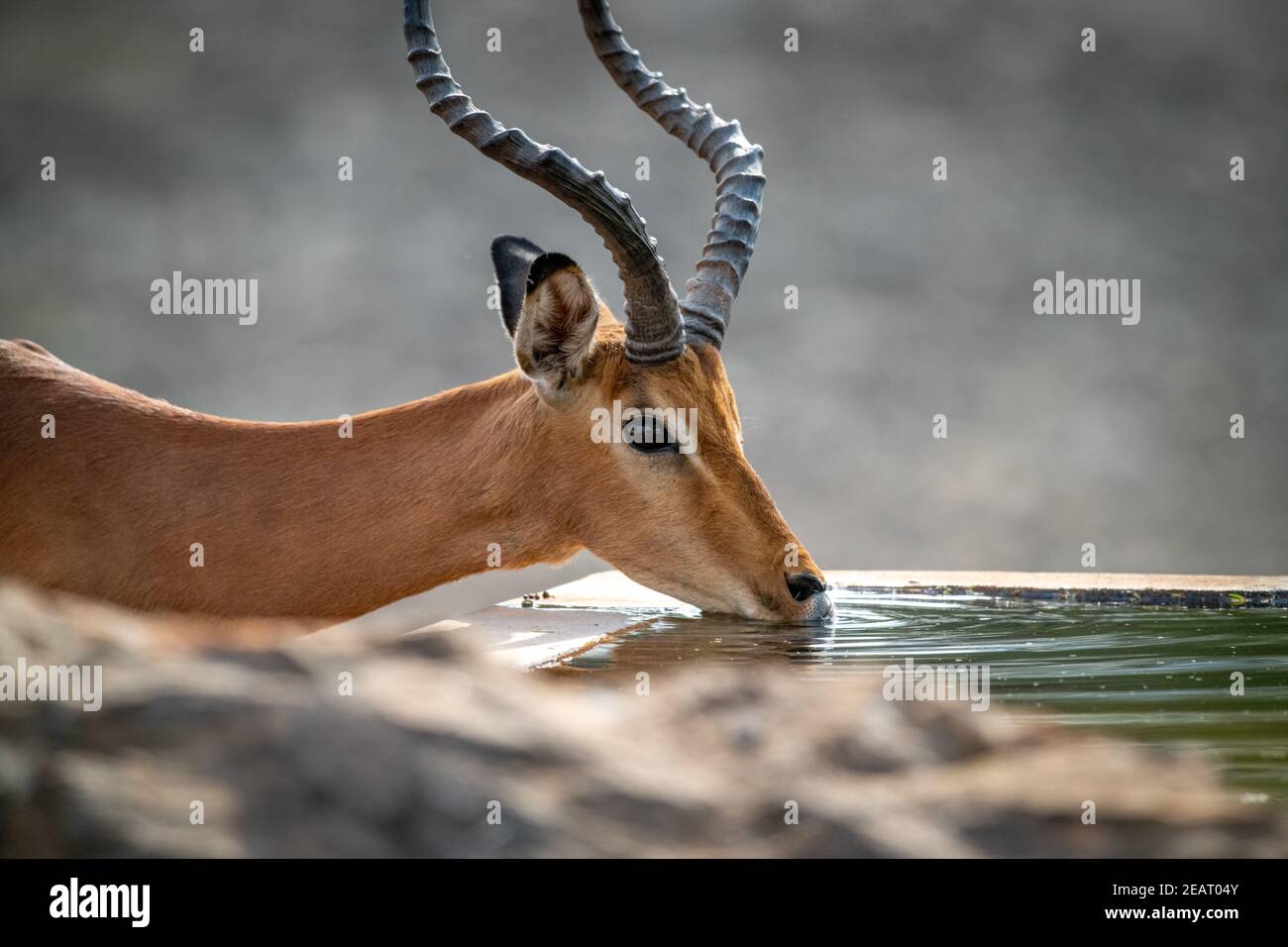 Close-up of male common impala drinking water Stock Photo - Alamy