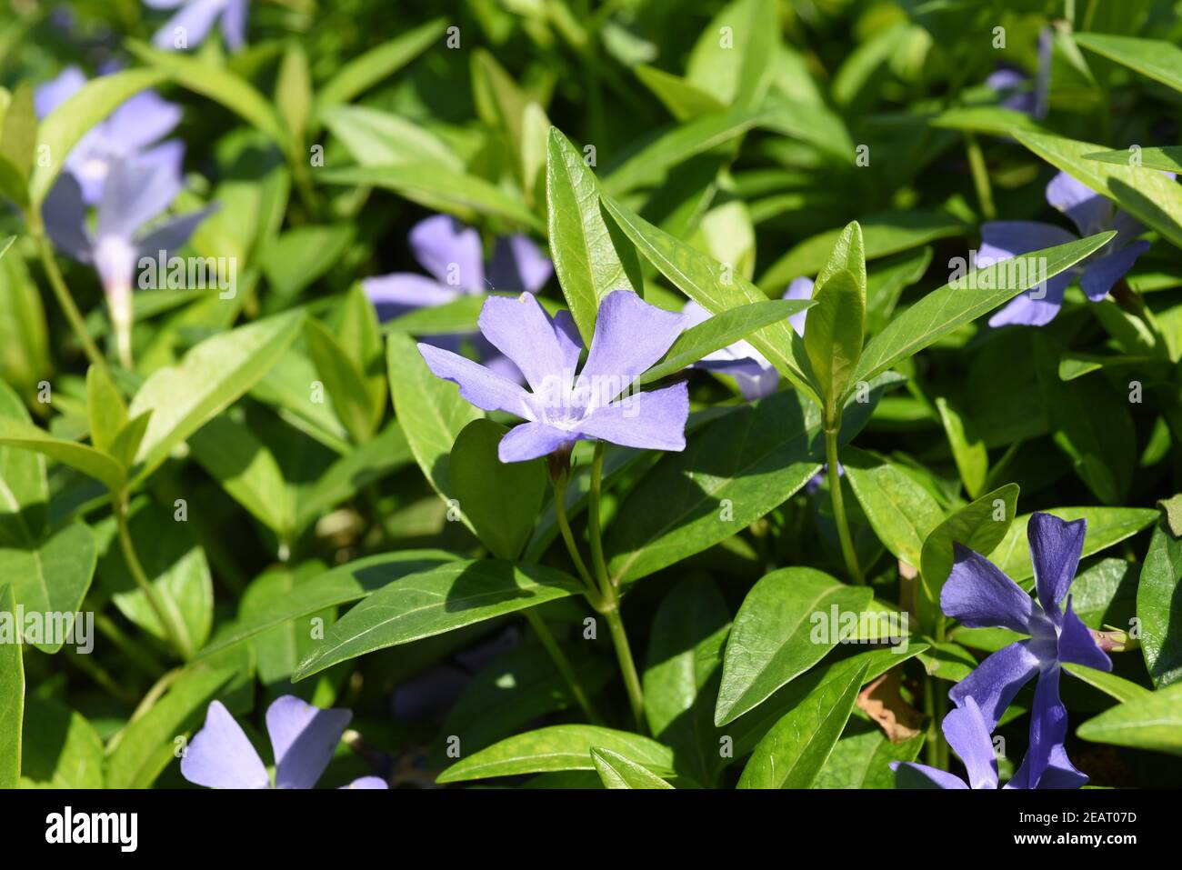 Kleines Immergrun Vinca Minor