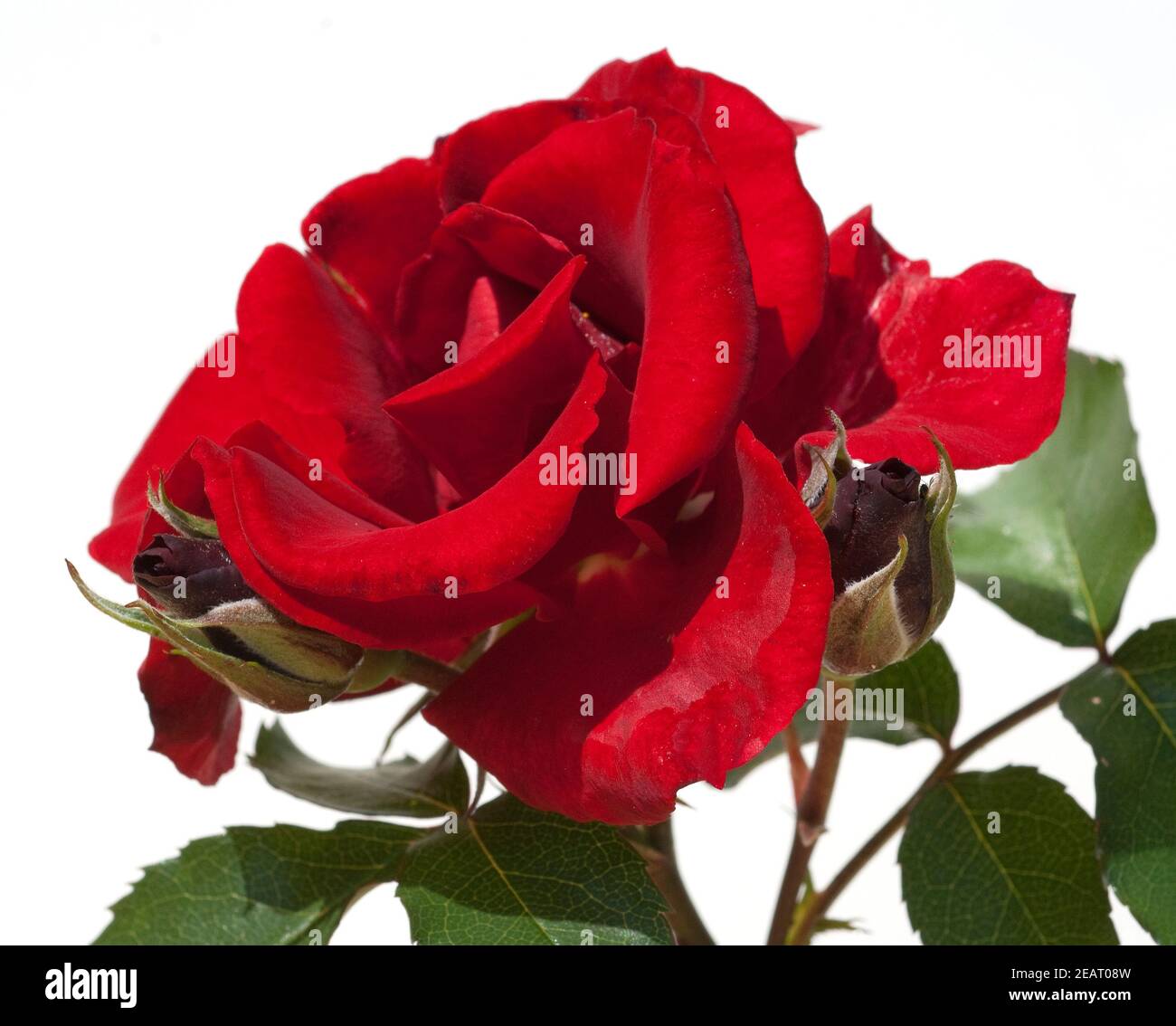 Roter rosa hintergrund hi-res stock photography and images - Alamy