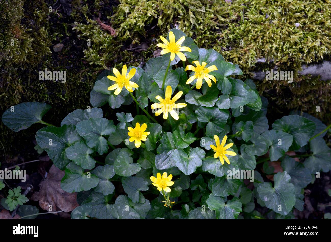 Spring wildflowers: Ranunculus ficaria, toxic plant Stock Photo - Alamy