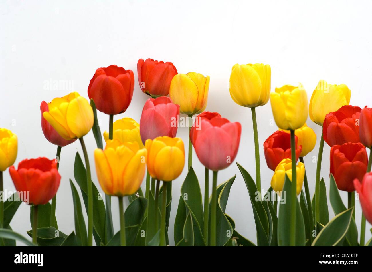 Tulpe tulpen hi-res stock photography and images - Alamy