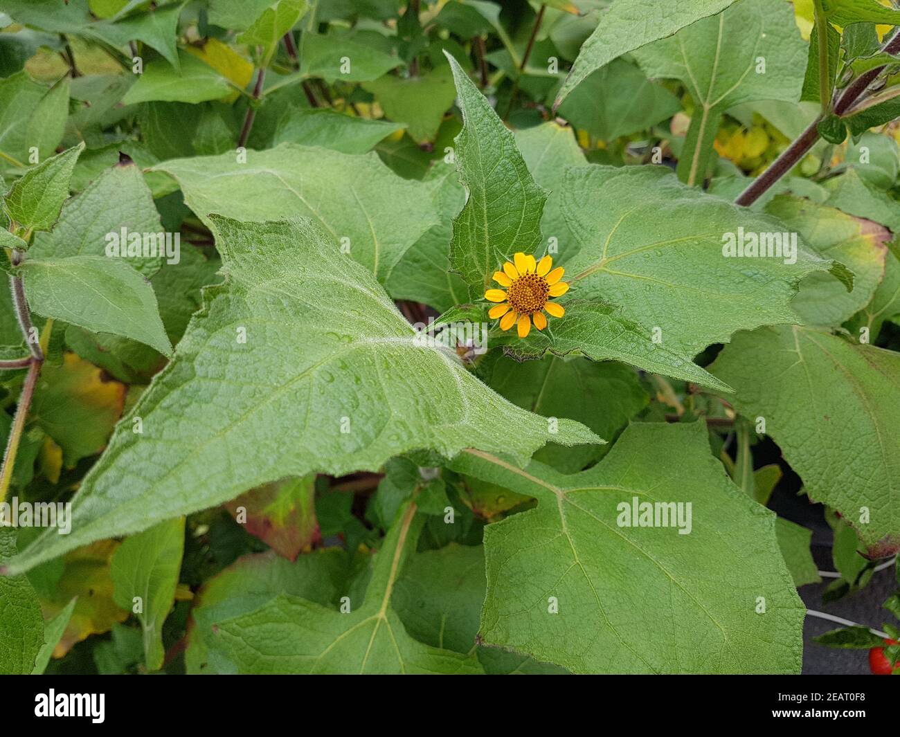 Inkawurzel, Yakon, Smallanthus, sonchfolius Stock Photo - Alamy