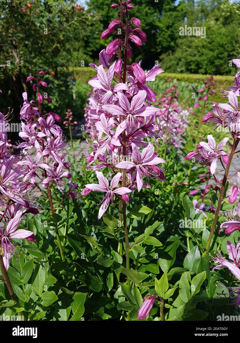 Dictamnus albus hi-res stock photography and images - Alamy