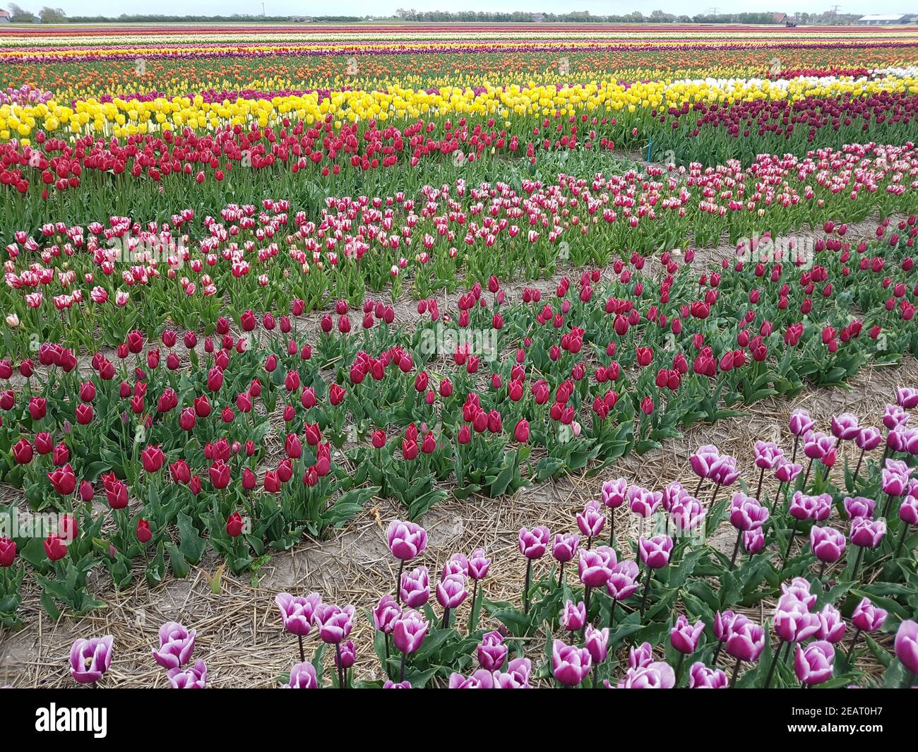 Tulpenfeld hi-res stock photography and images - Alamy