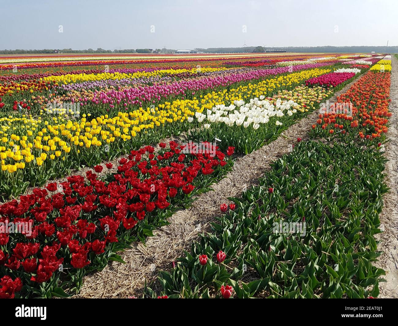 Tulpenfeld niederlande hi-res stock photography and images - Alamy