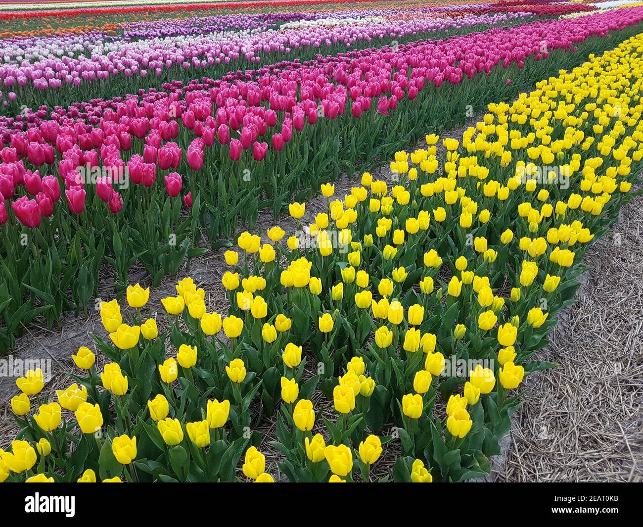 Tulpenfeld, Tulpenbluete Nordholland Stock Photo - Alamy