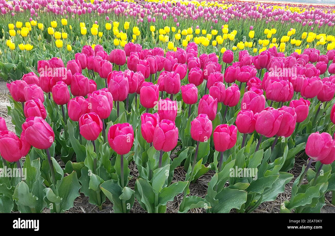 Tulpenfeld, Tulpenbluete Nordholland Stock Photo - Alamy