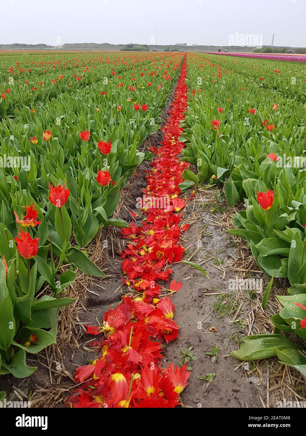 Tulpenfeld, Tulpenbluete Nordholland Stock Photo - Alamy