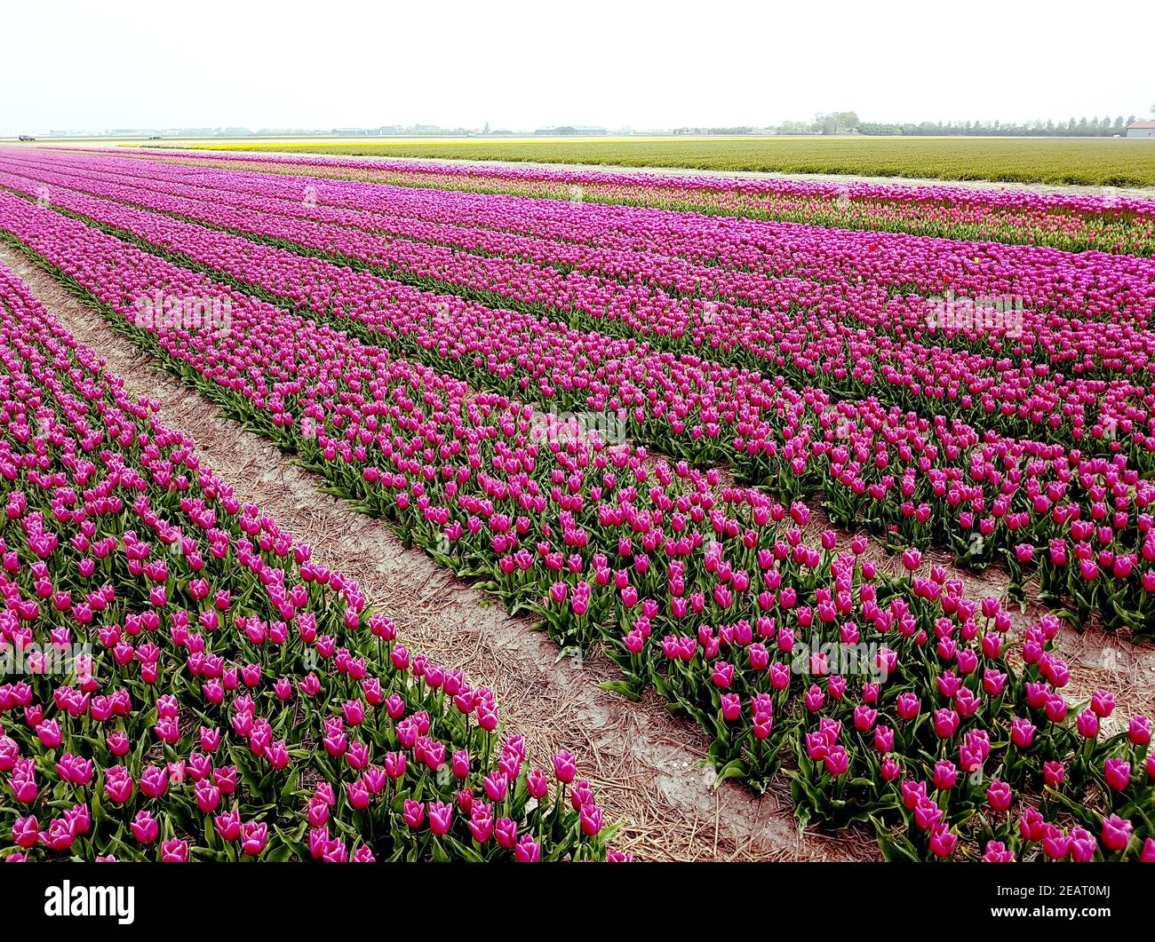 Tulpenfelder, Julianadorp, Nordholland Stock Photo - Alamy