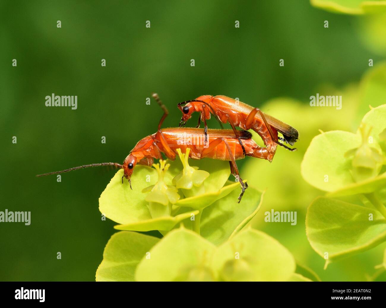 Roter Weichkaefer Rhagonycha fulva Stock Photo - Alamy