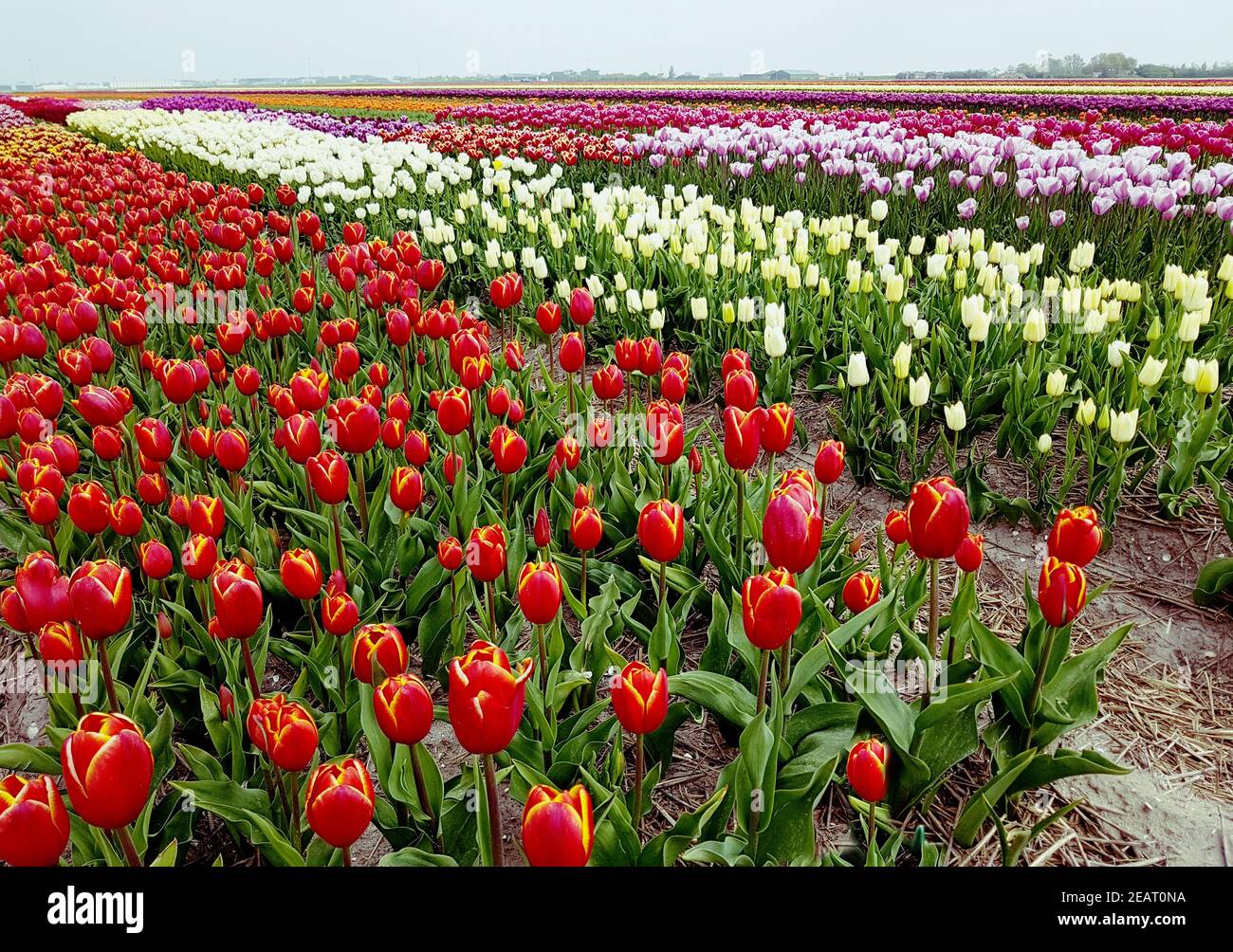 Tulpenfelder, Julianadorp, Nordholland Stock Photo - Alamy