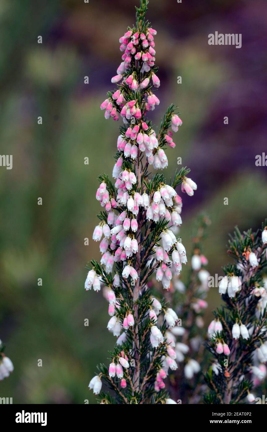 Spring Wildflowers: Erica lusitanica Stock Photo - Alamy