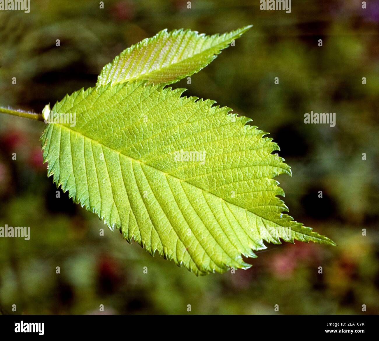 Ulmenblatt hi-res stock photography and images - Alamy