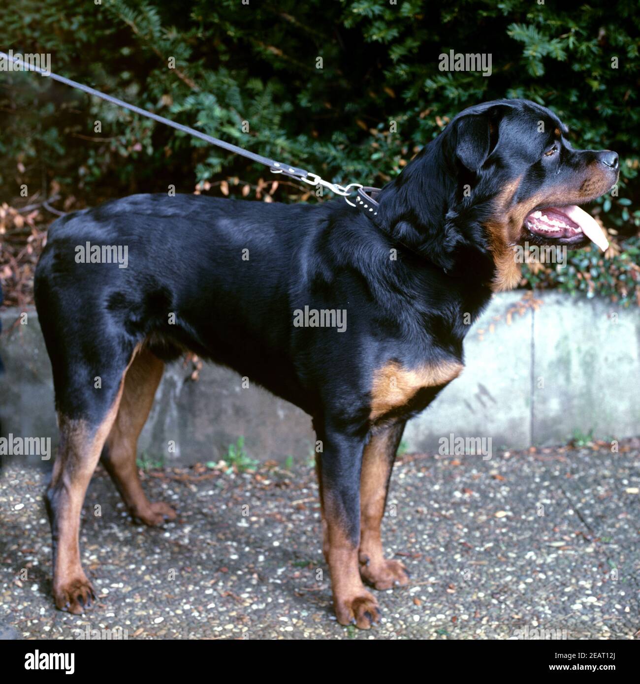 Rottweiler hund hi-res stock photography and images - Alamy