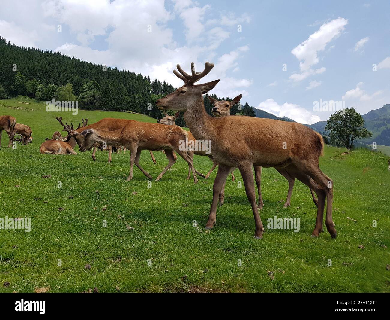 Rothirsch wild hi-res stock photography and images - Alamy