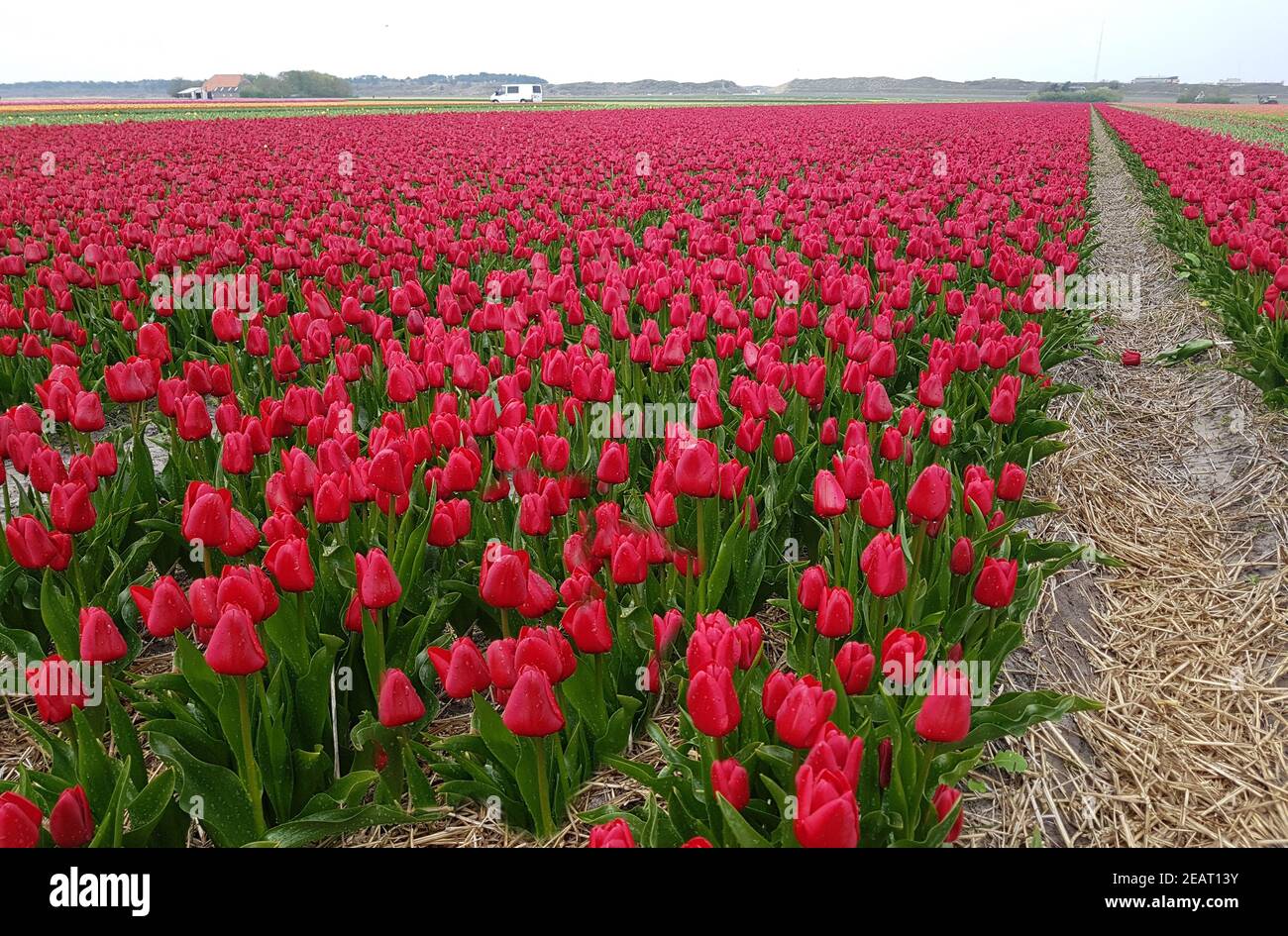 Tulpenfeld, Tulpenbluete Nordholland Stock Photo - Alamy