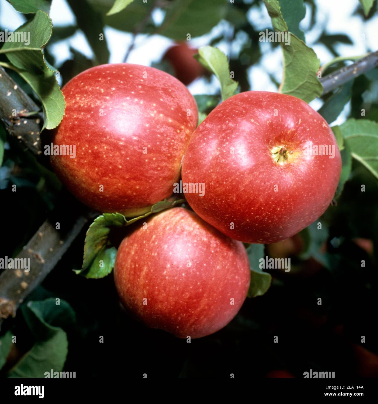 Royal Gala Apfel Stock Photo - Alamy