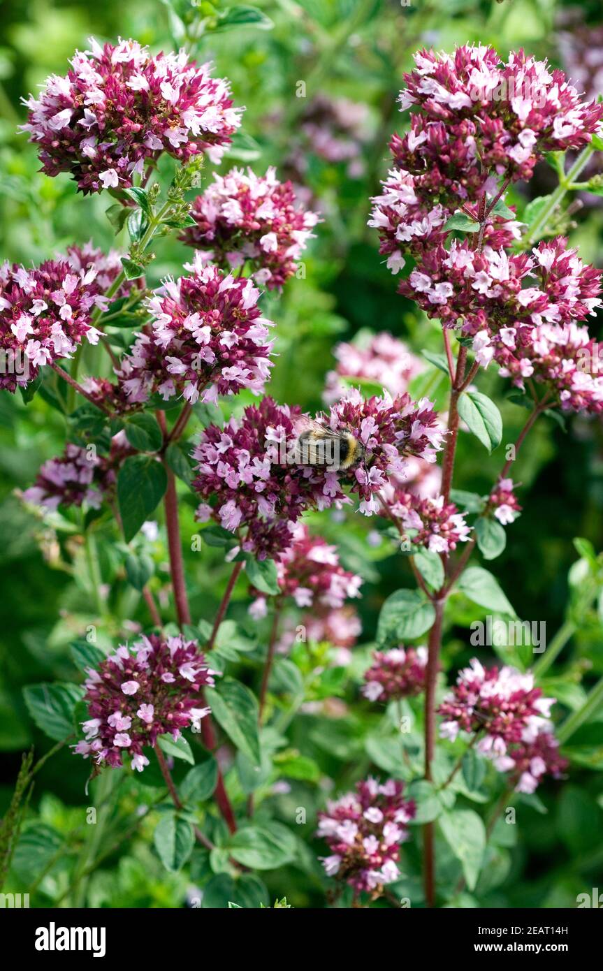 Dost hi-res stock photography and images - Alamy