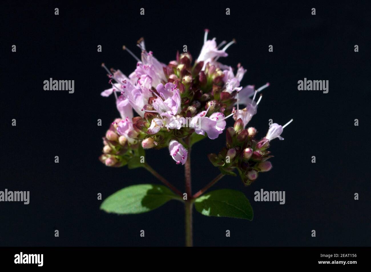 Vulgare dost hi-res stock photography and images - Alamy